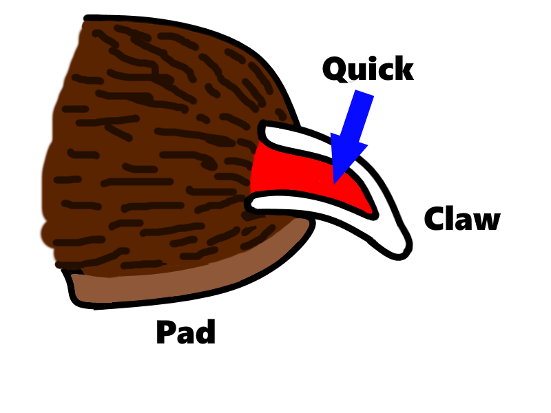 Trimming pet claws safely and effectively - Valuable To Know