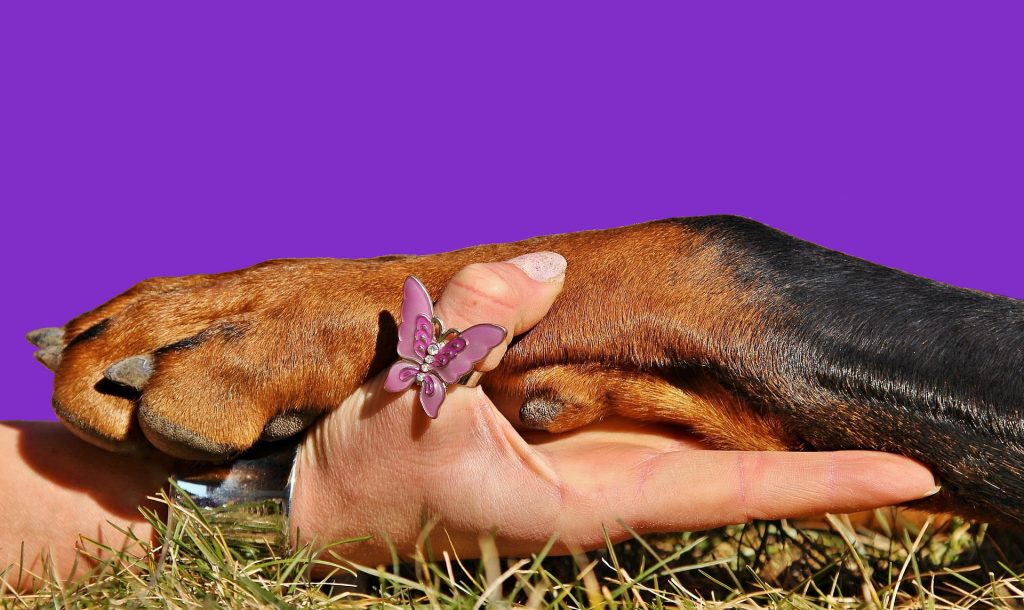 Trimming pet claws safely and effectively - Valuable To Know