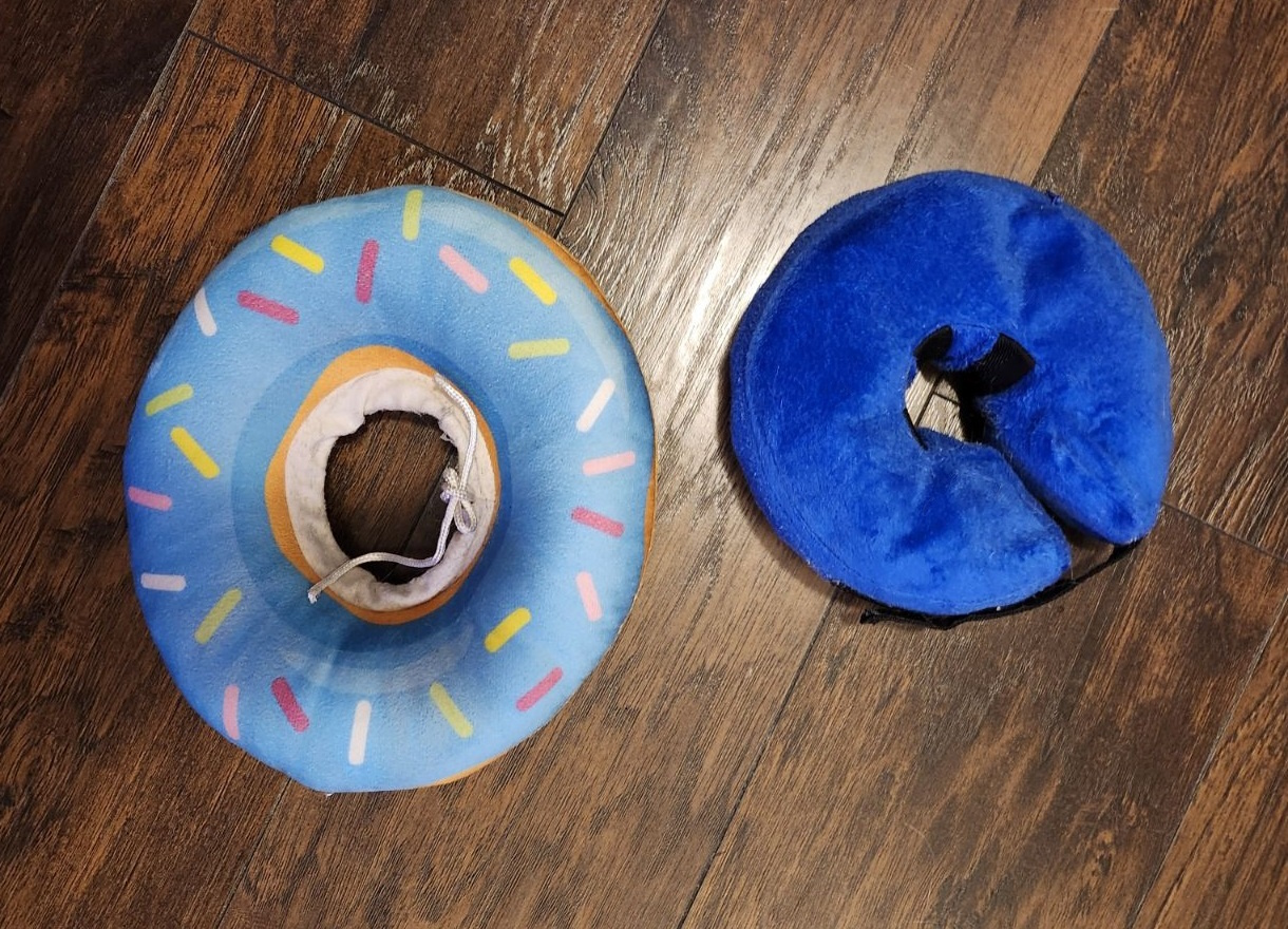 Post surgery for cat - Valuable To Know